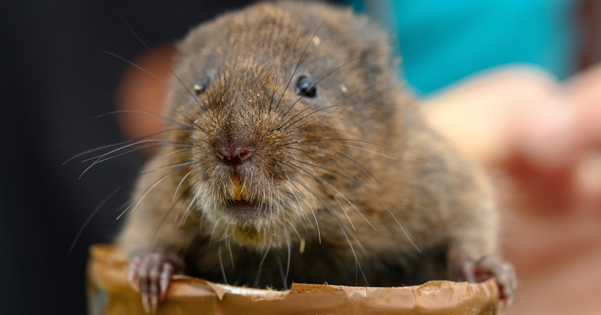 Water voles return to Cornish Rivers in a first for the Duchy of ...